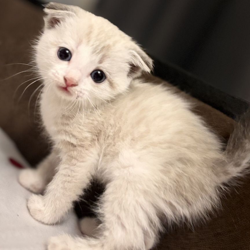 Шотландский вислоухий короткошёрстный котёнок