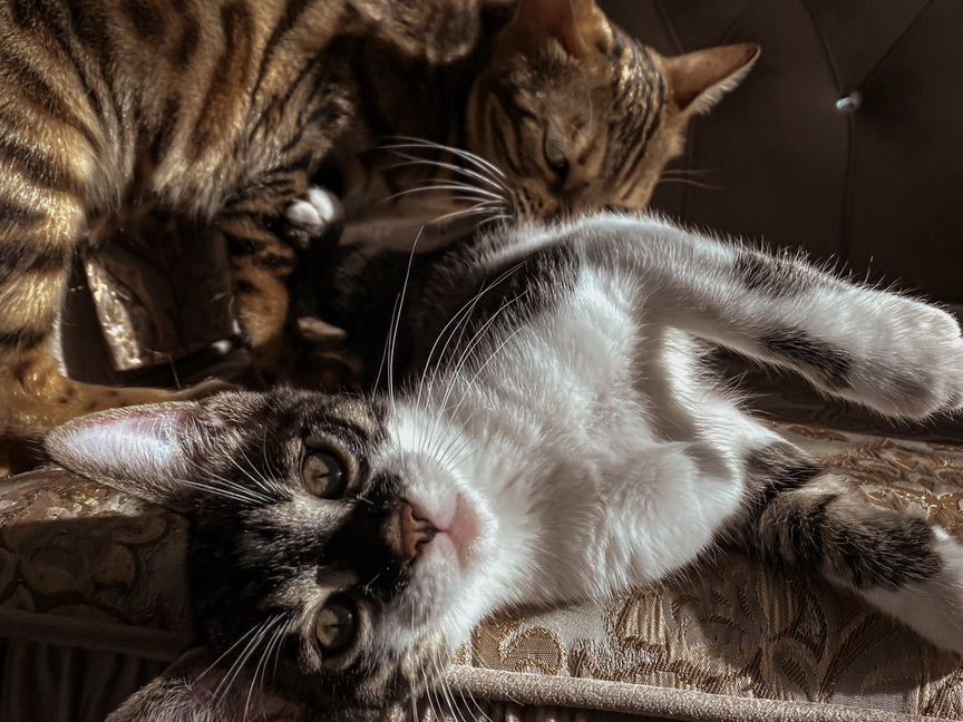 Отдам котят в золотые руки