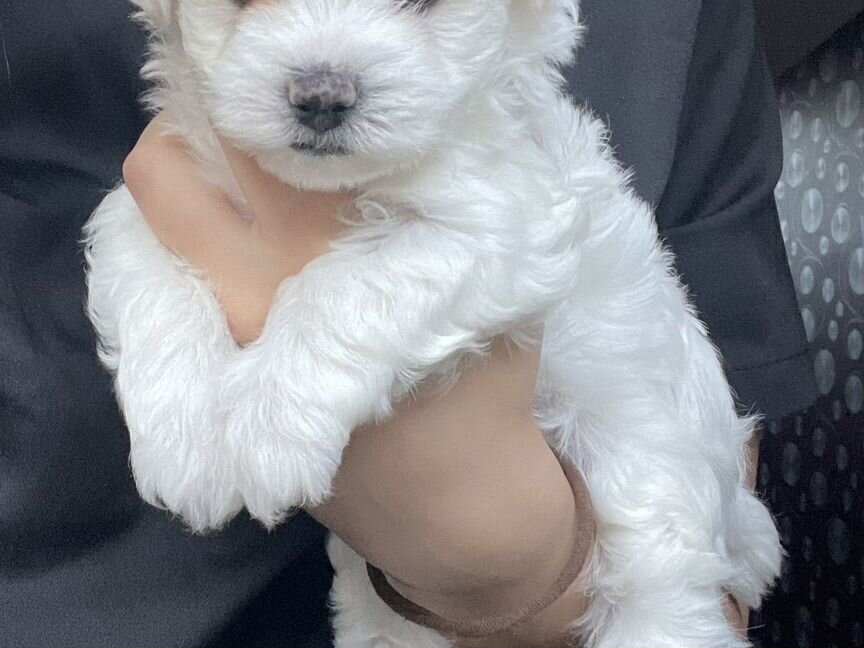 Мальтийская болонка девочка