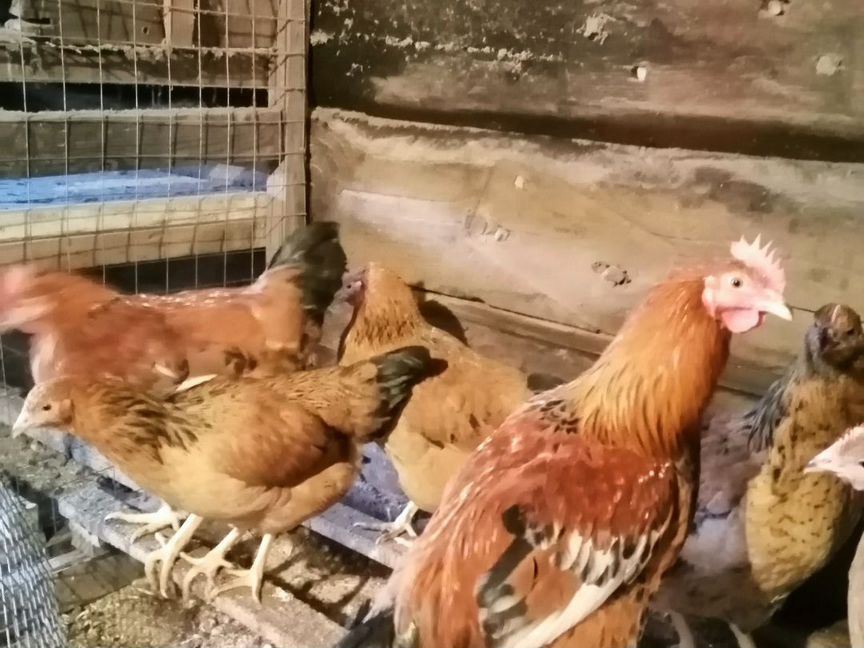 Куры малодка 5 мес продажа 10 шт
