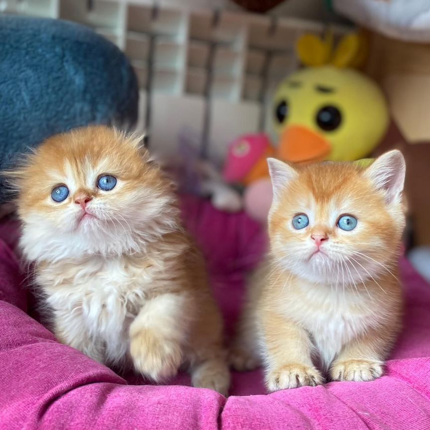 Шотландская золотая шиншилла котята