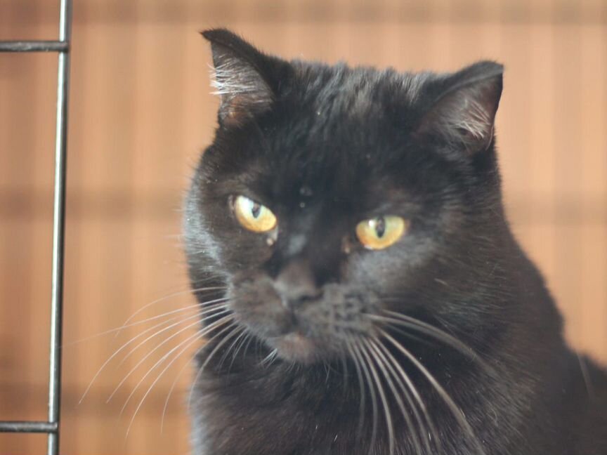 Кошка полубританка Лиза ищет дом