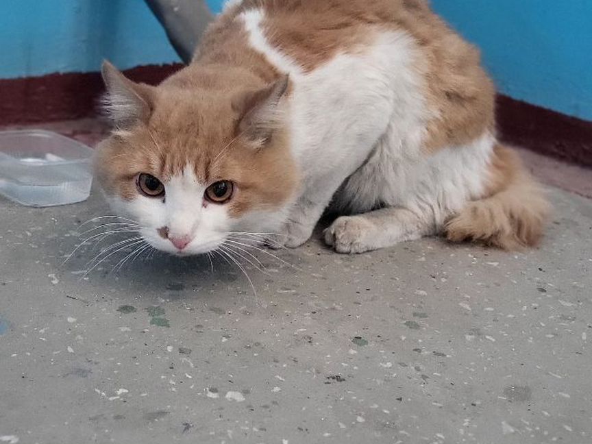Молодой домашний кот