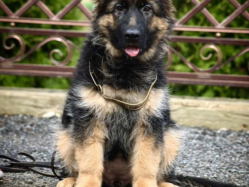 Щенки немецкой овчарки длинношерстной