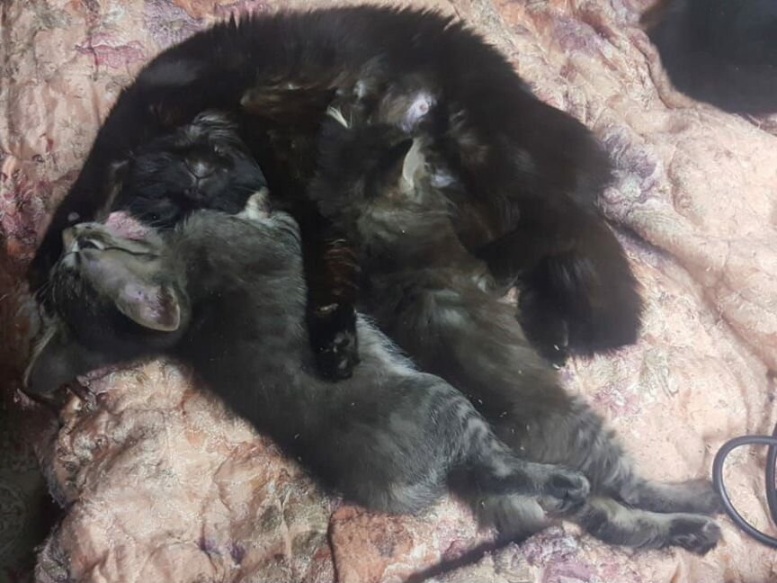Кошки курильский бобтейл