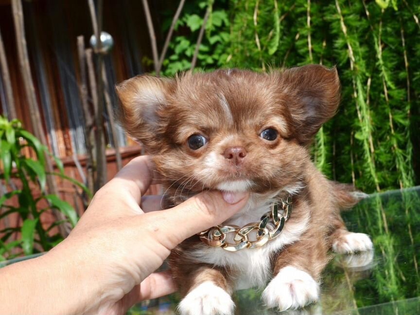 Красивый домовенок