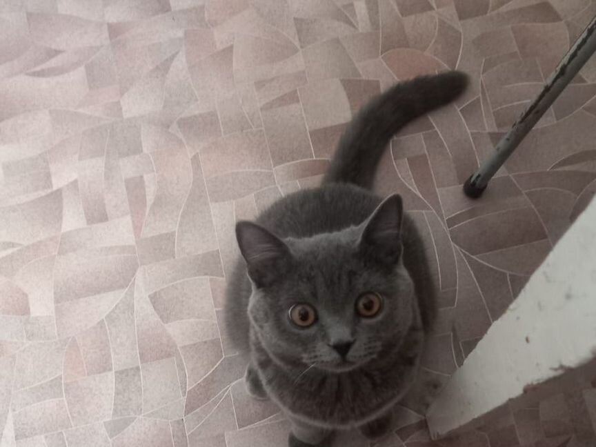 Британский кот