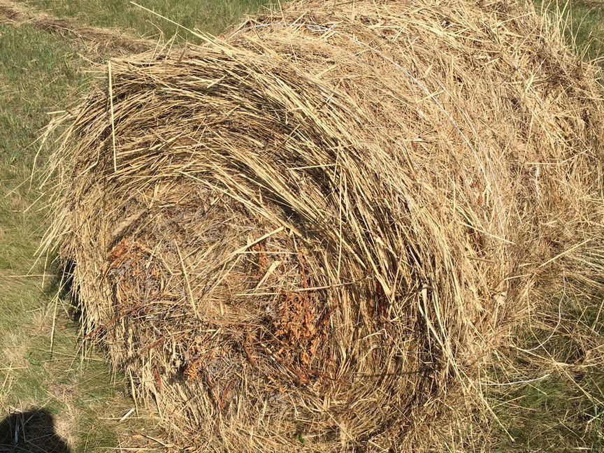 Сено в рулонах
