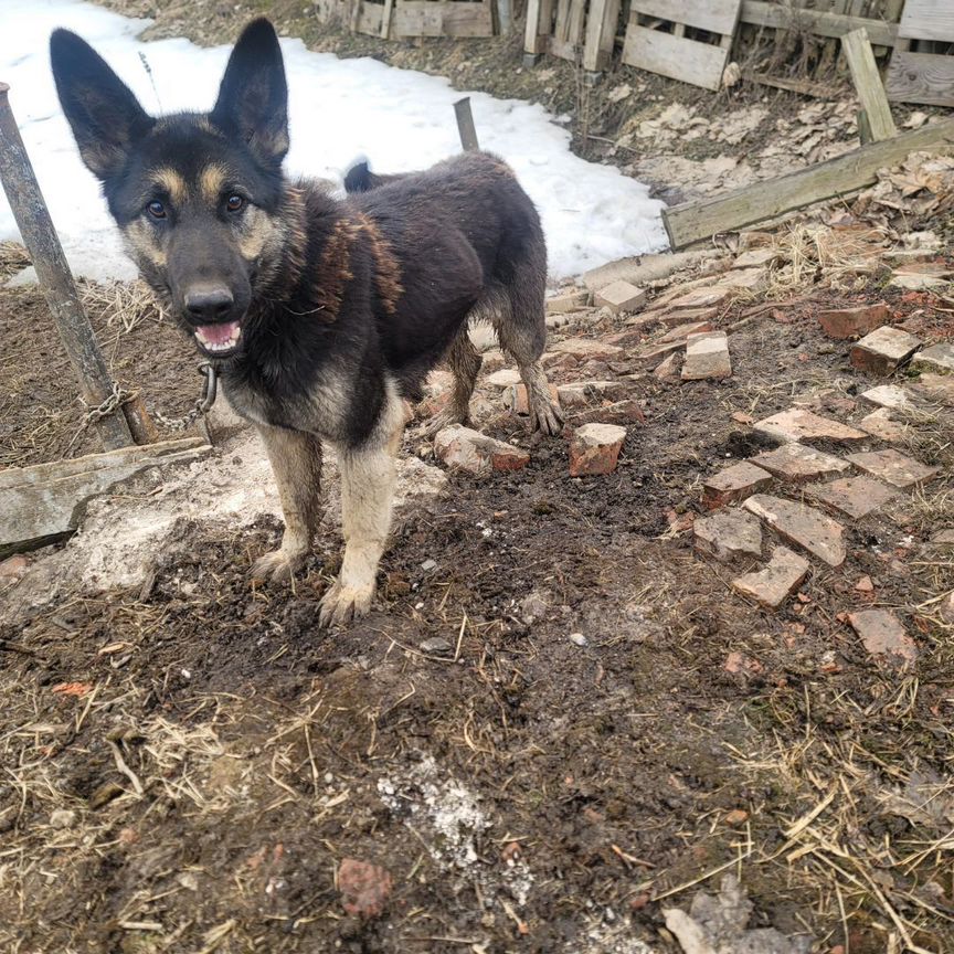 Собака в добрые руки