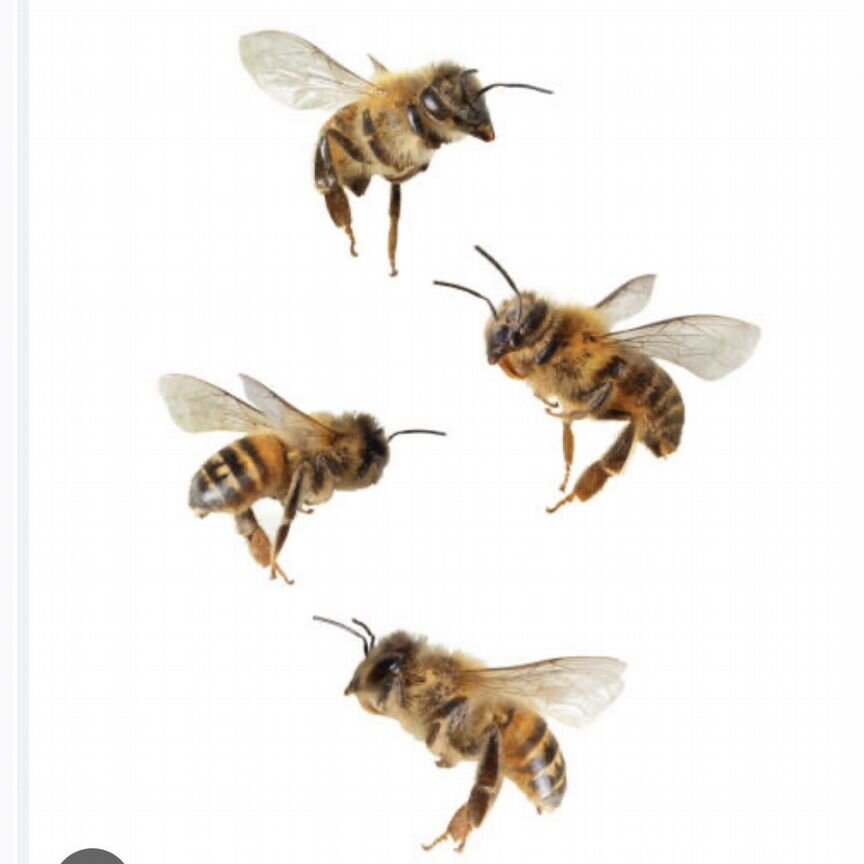 Медогонка 4 рамочная