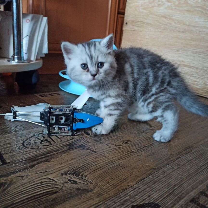 Британская короткошерстная