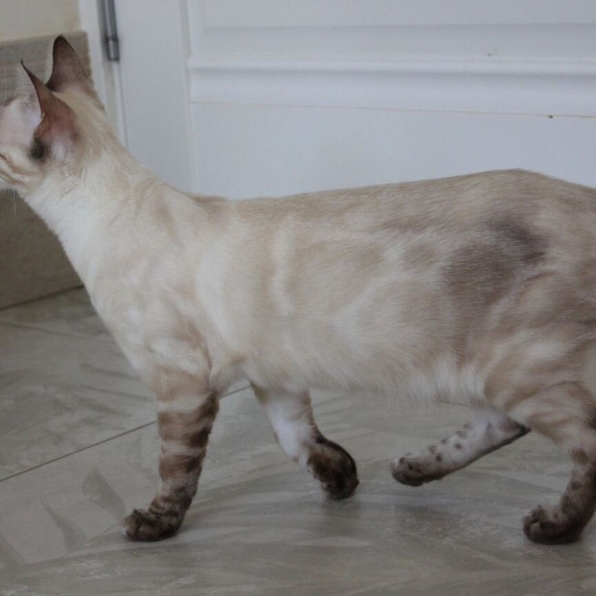 Девочка линкс уголь 5 мес