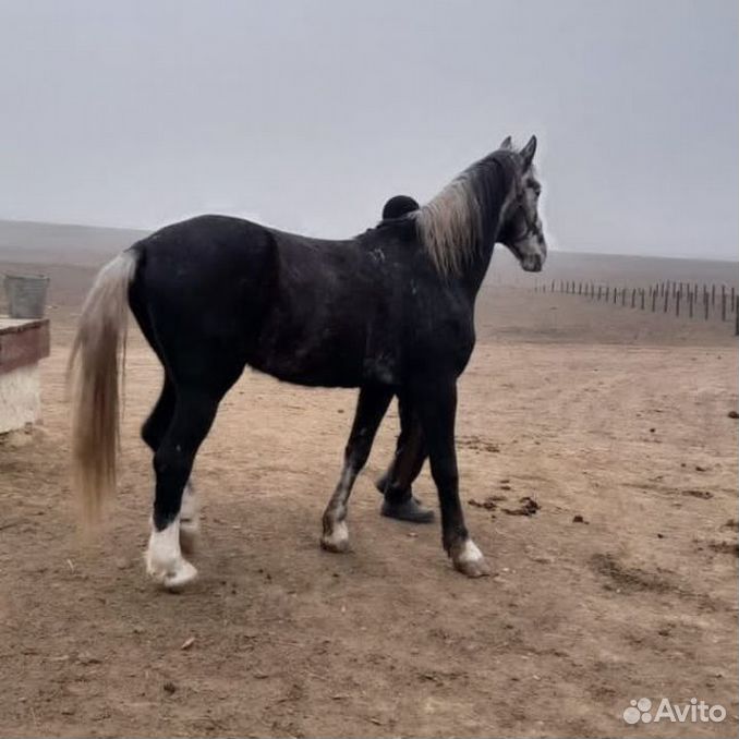 Лошади орловской породы