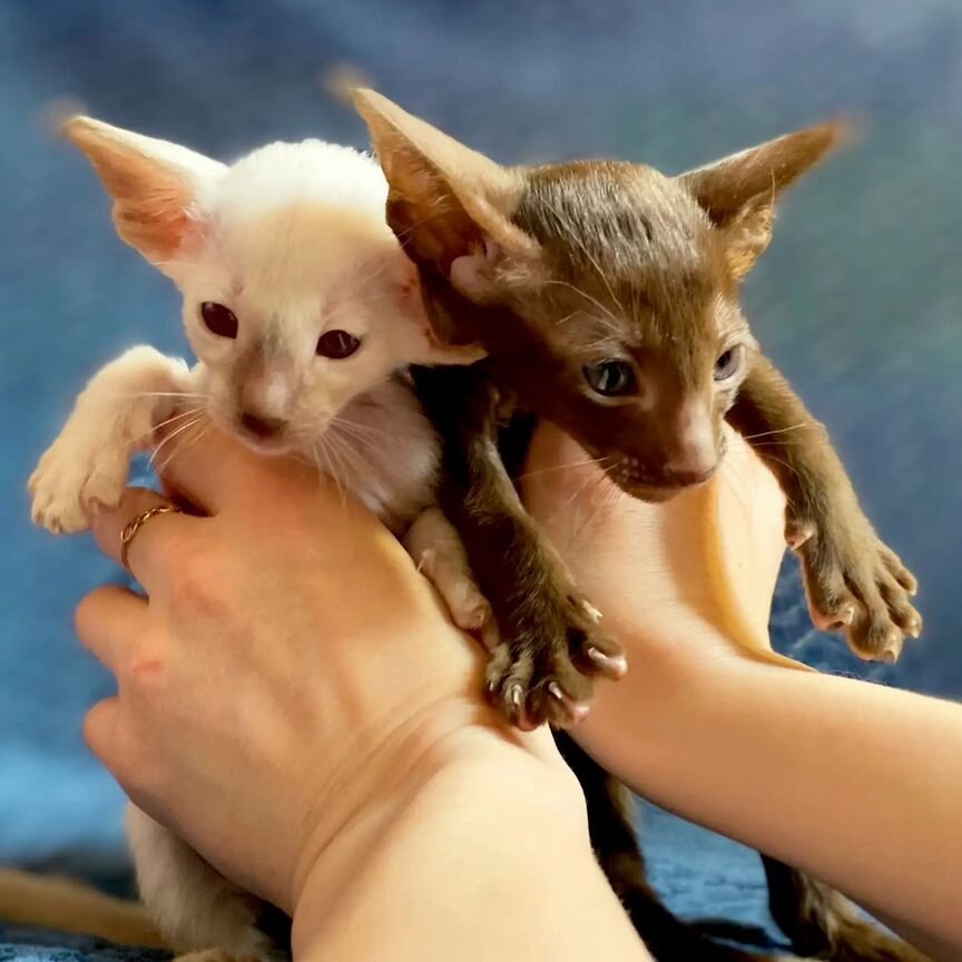 Ориентальный котёнок