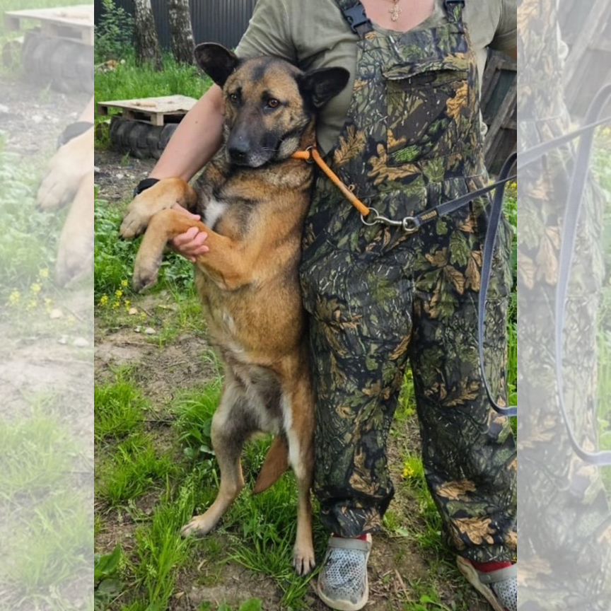 Софи