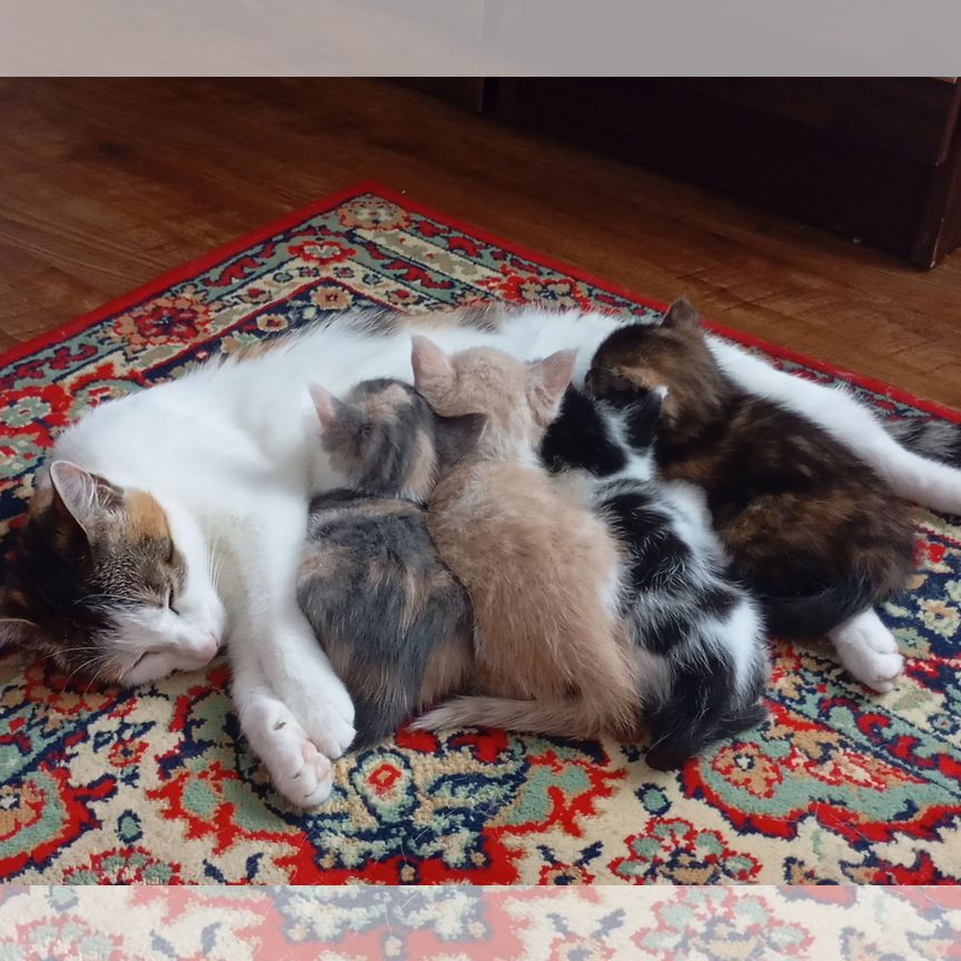 Котёнок в добрые руки