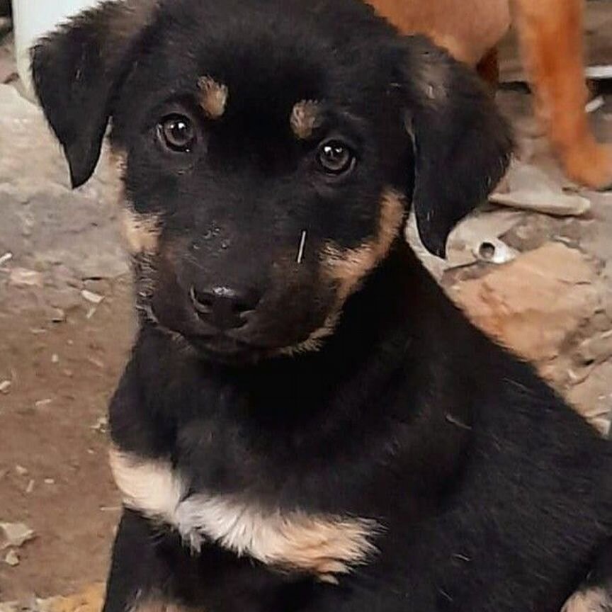 Смелая Афина для защиты дома