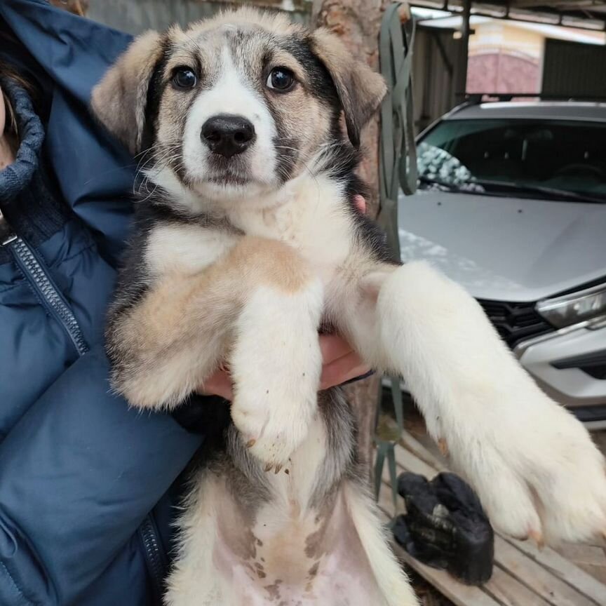 Маленькая Буся ищет дом