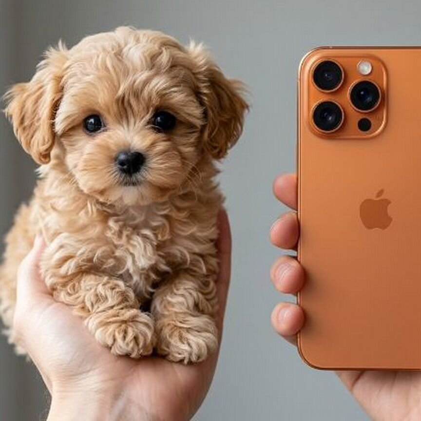 Мальтипу, щенок