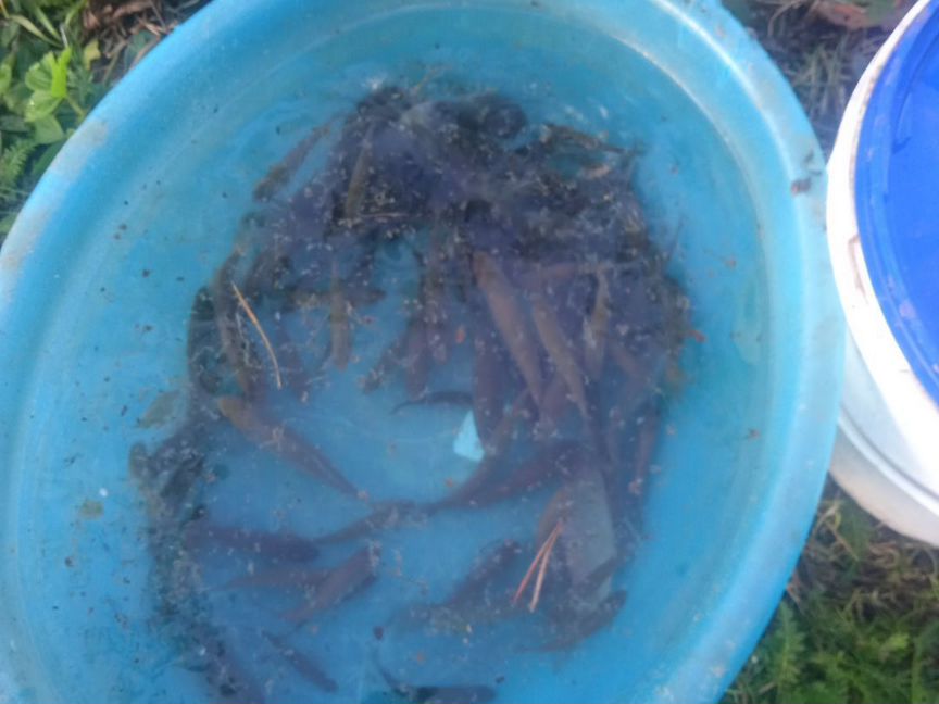 Мальки Гальяна и карася