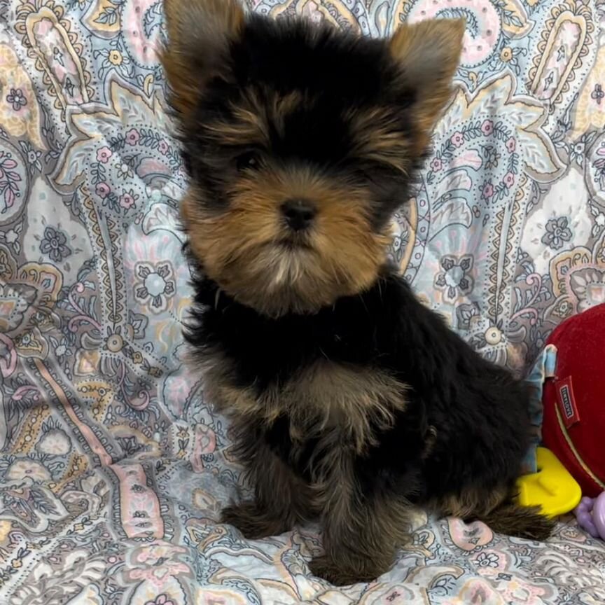 Йоркширский терьер девочка