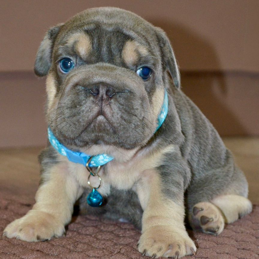 Французский бульдог, щенок