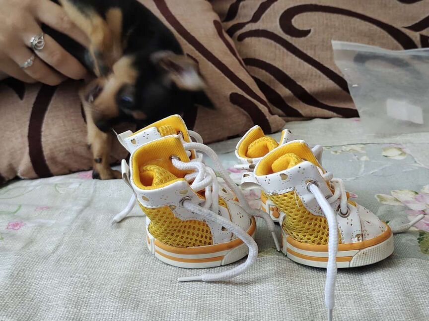 Кеды для собак. размер 5