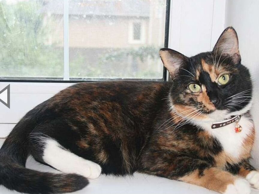 Кошечка бесплатно