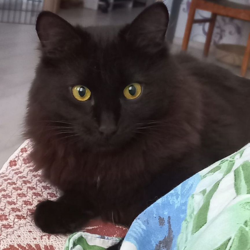 Котики бесплатно в добрые руки