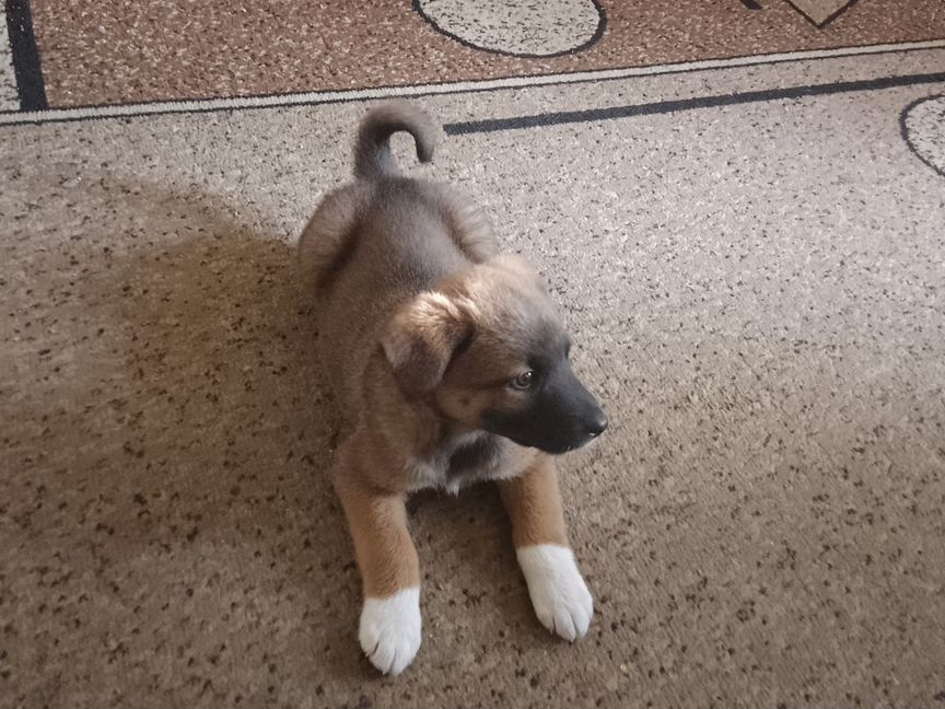 Щенки дворняжки