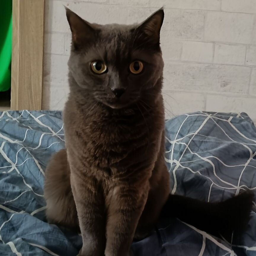 Британская короткошёрстная, взрослая кошка