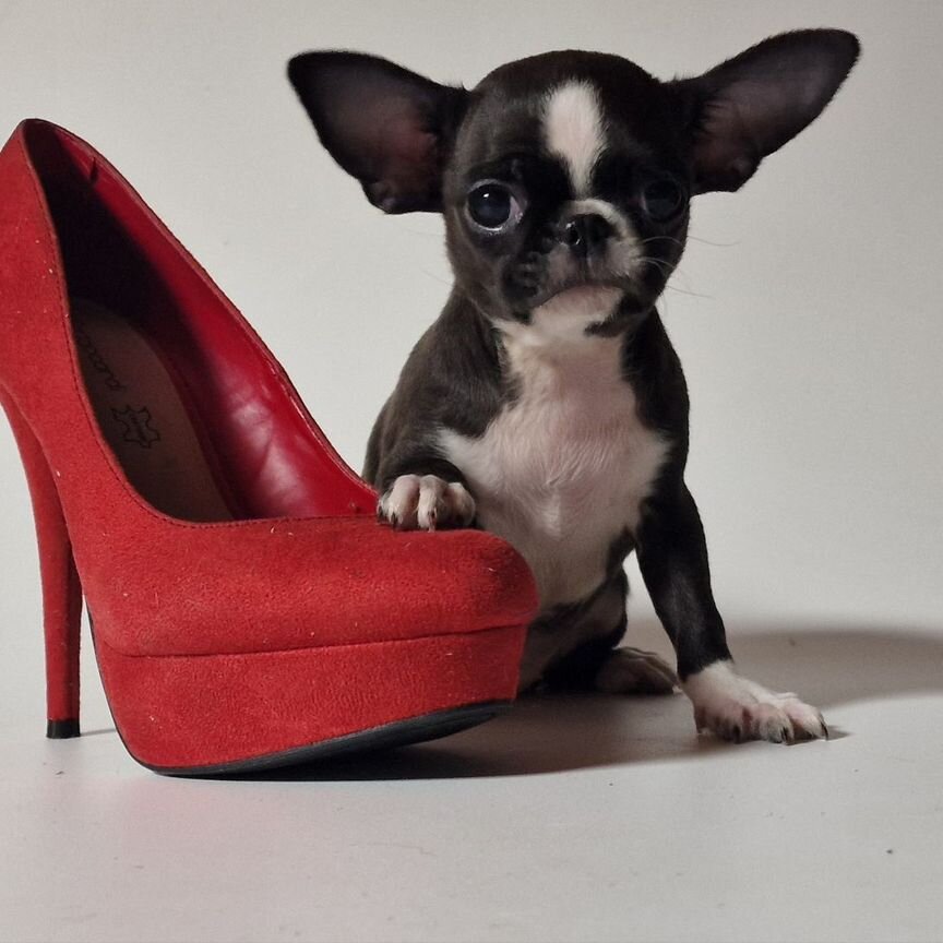 Чихуахуа девочка