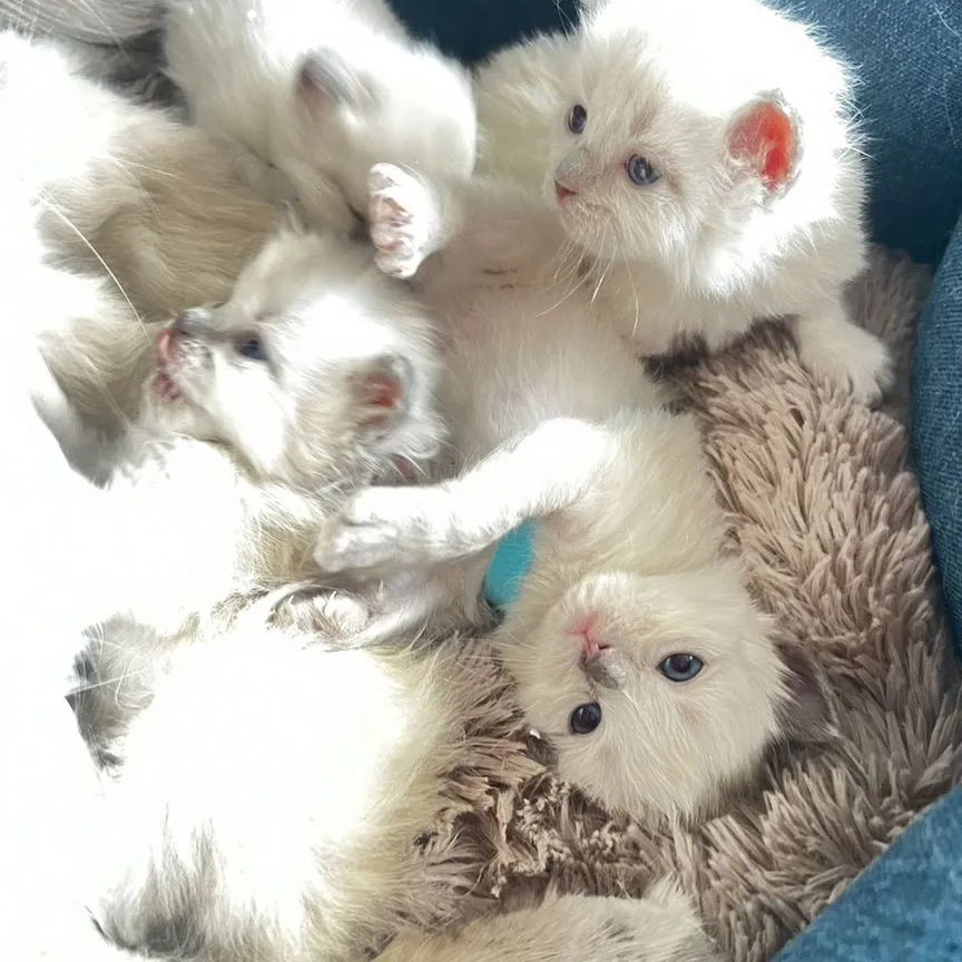 Невские маскарадные котята