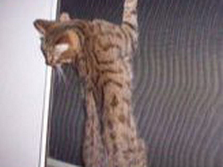 Сетки на окна Антикошка, Антикоготь, Антиклюв