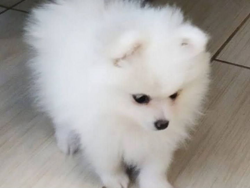 Щенки шпица