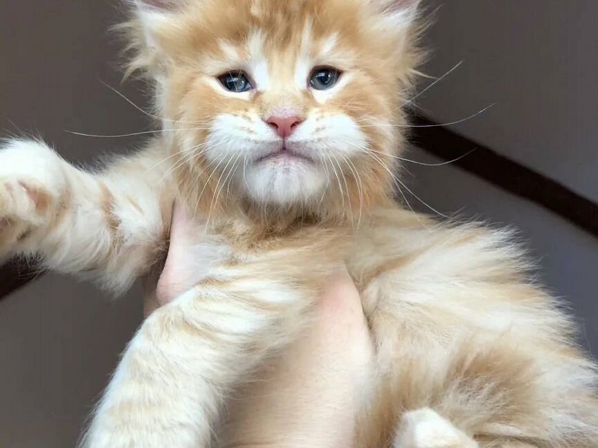 Котята Мейн-кун