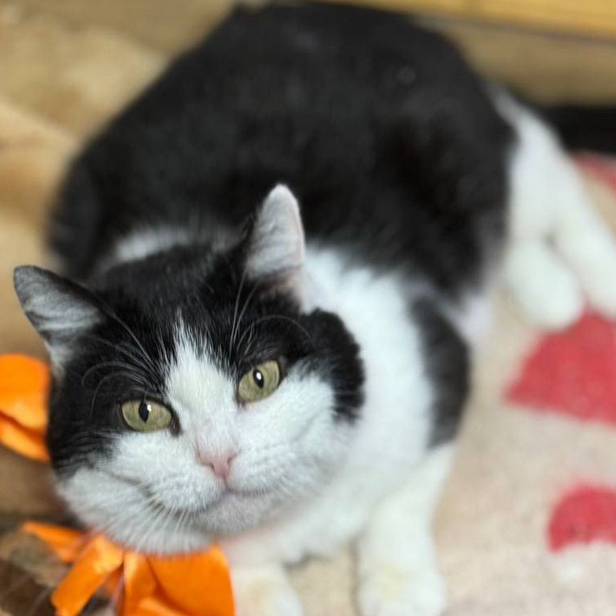 Взрослая, Девочка кошка в добрые руки