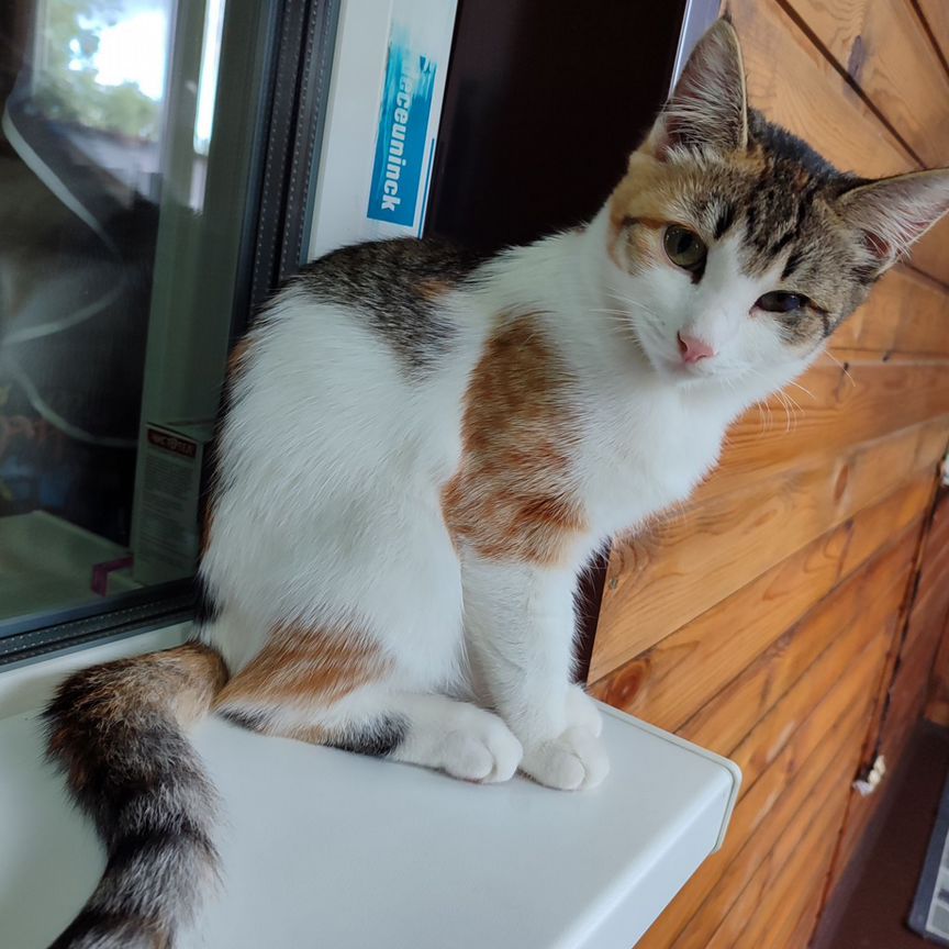 Котенок в добрые руки бесплатно