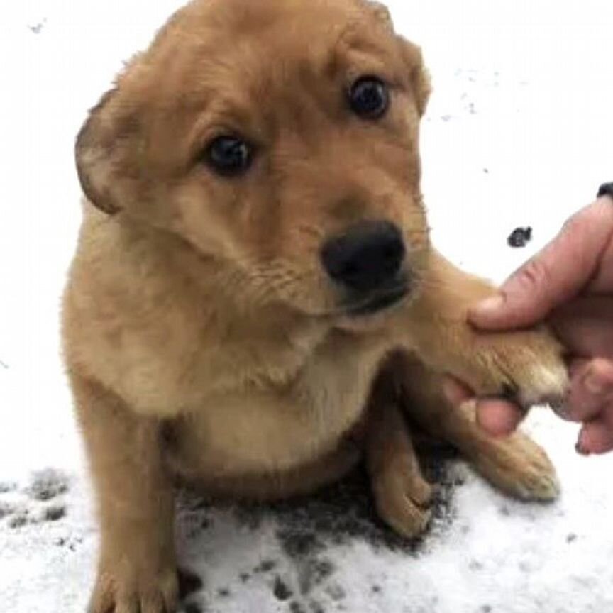 Щеночек в надежную семью