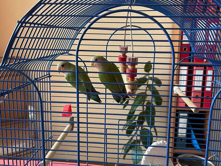 Попугай неразлучники