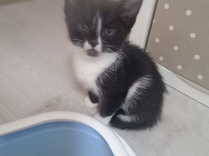 Котенок мальчик 1.5 месяца