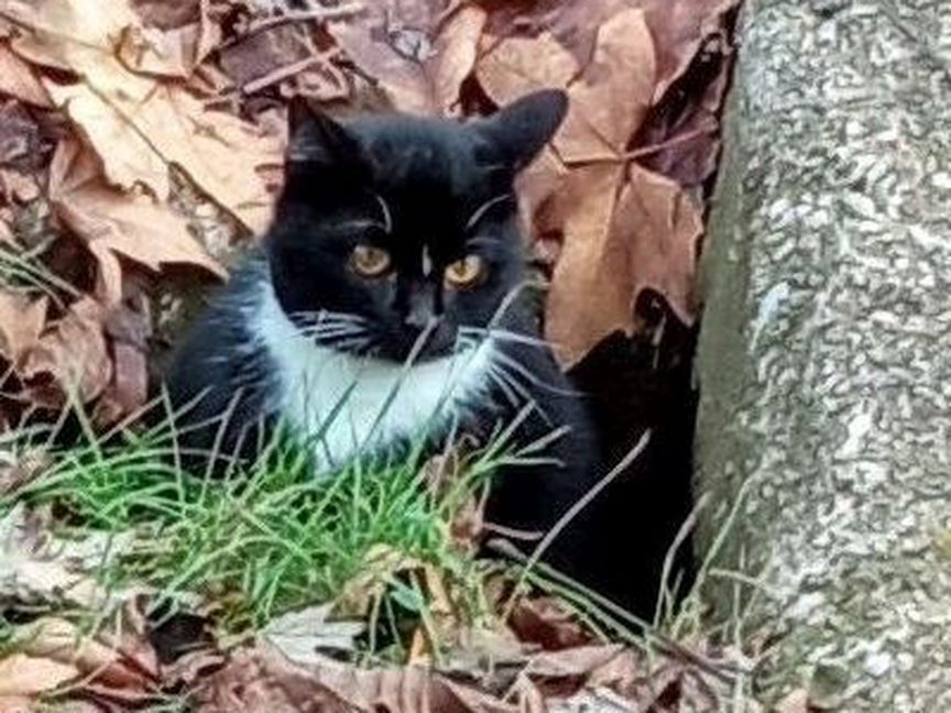 Красивая кошечка выброшена в парке