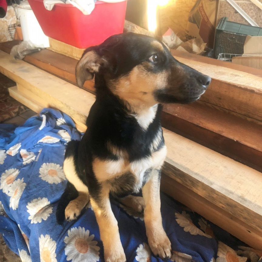 Подкидыш (деаочка)возраст примерно -6 месяцев