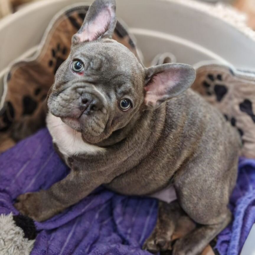 Французский бульдог девочка