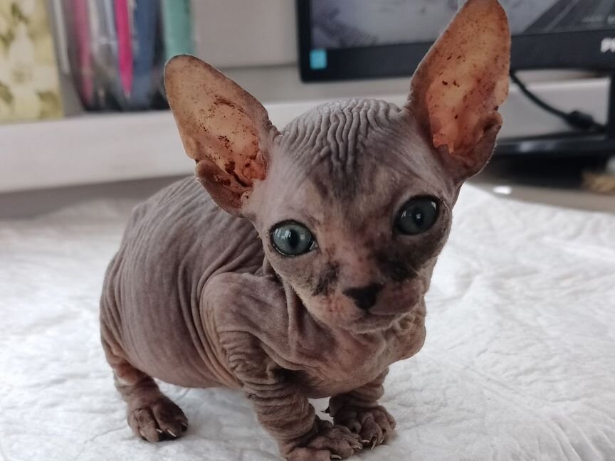 Котенок сфинкс