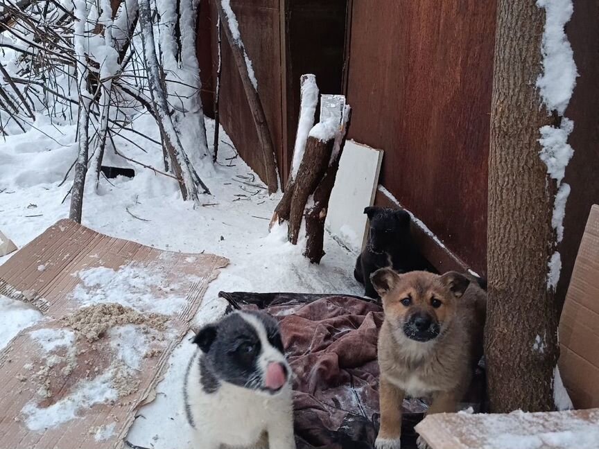 Брат и сестренки (щенки)