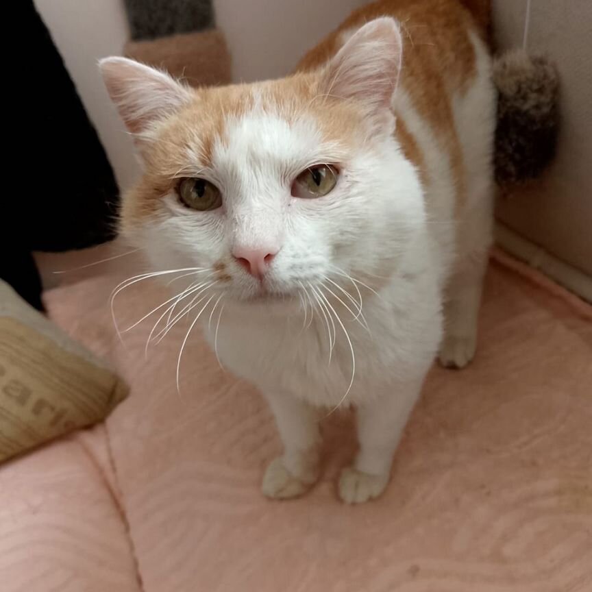 Котик ищет дом