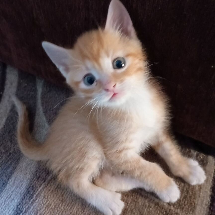 Отдам двое котят