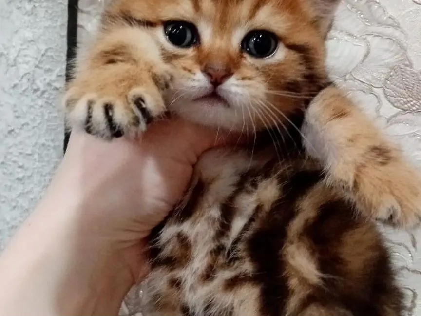 Шотландские золотые очаровашки