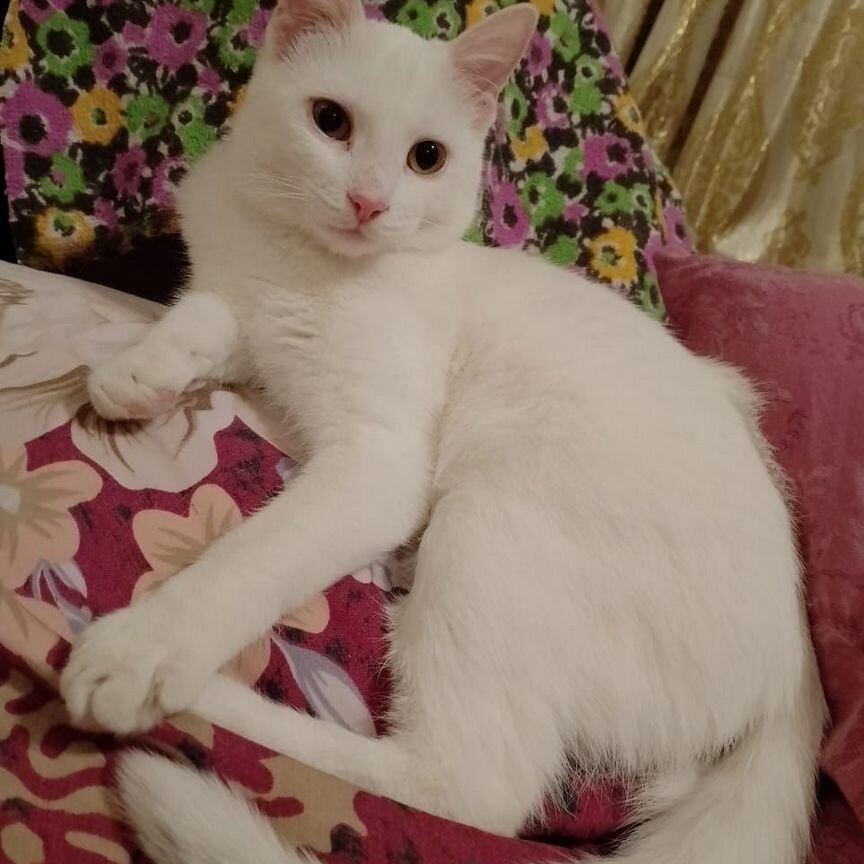 Кошечка котёнок в добрые руки